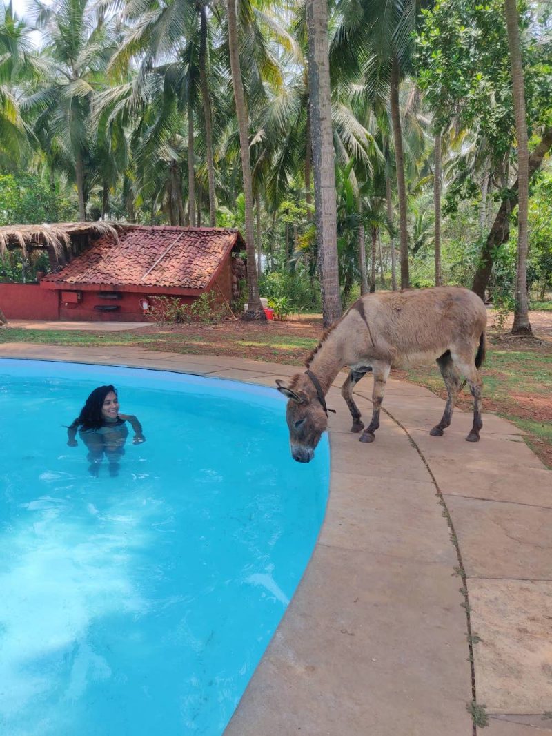 A Cool Staycation at Olaulim Backyards - Hippie In Heels